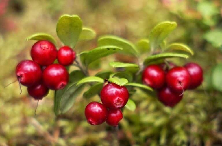 Syö puolukkaa vähintään kerran viikossa - 6 syytä miksi se kannattaa