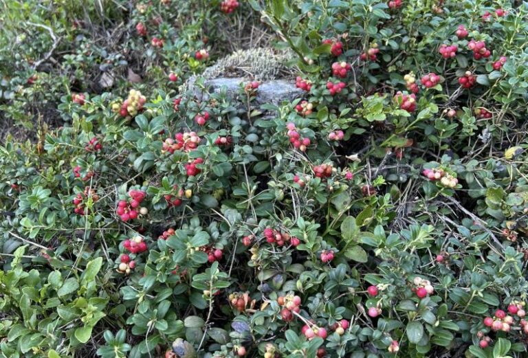 Älä sekoita puolukkaa sen näköislajiin - pahanmakuinen, jauhoinen ja ...